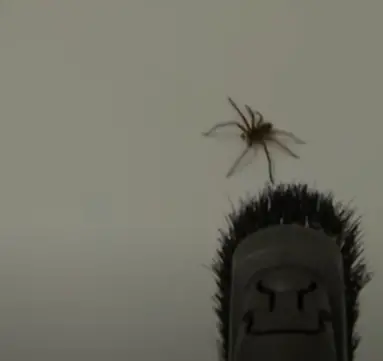 What Happens When You Vacuum A Spider - Cleaning Beasts